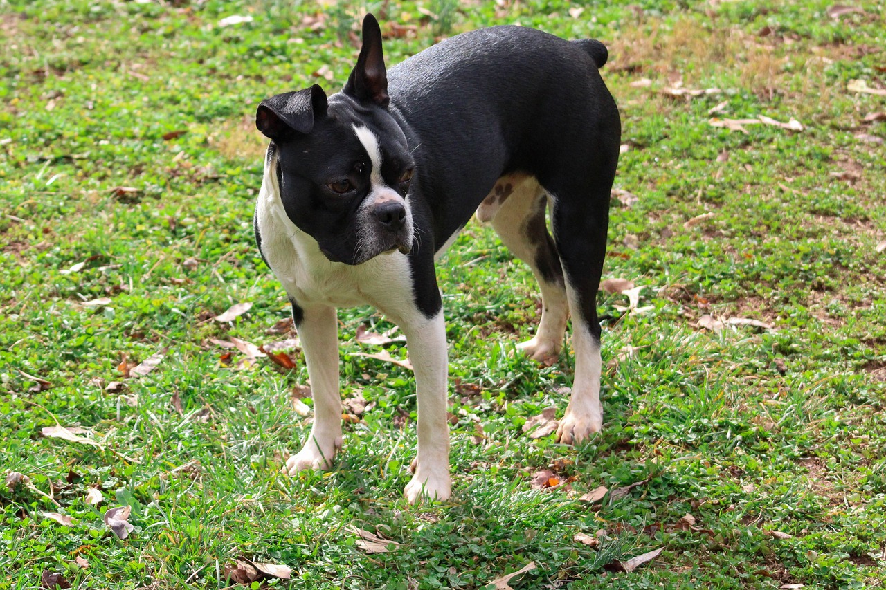 Boston Terrier - Full Breed Info: Characteristics, Facts, Photos