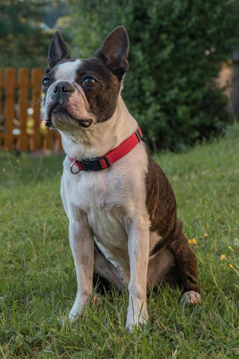 Boston Terrier - Full Breed Info: Characteristics, Facts, Photos