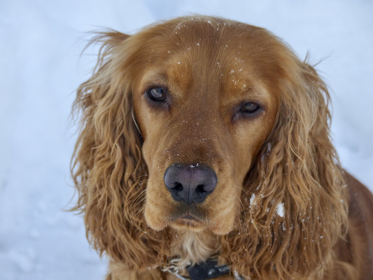 Cocker Spaniel- Full Info: Characteristics, Health, Photos