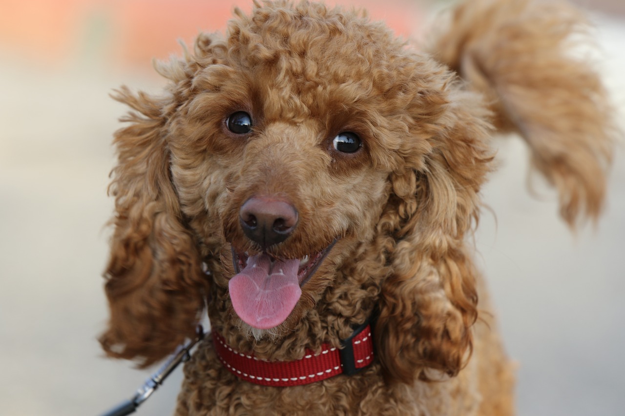 Poodle - Full Breed Info: Characteristics, Health, Photos
