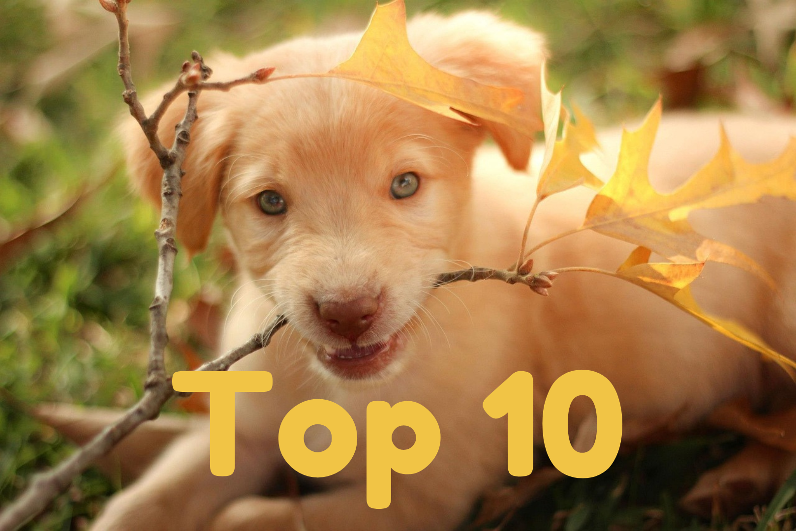 Top 10 Cutest Dog Breeds: the Fuzziest and Friendliest Canines!